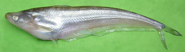 Ompok pabo (Hamilton, 1822)